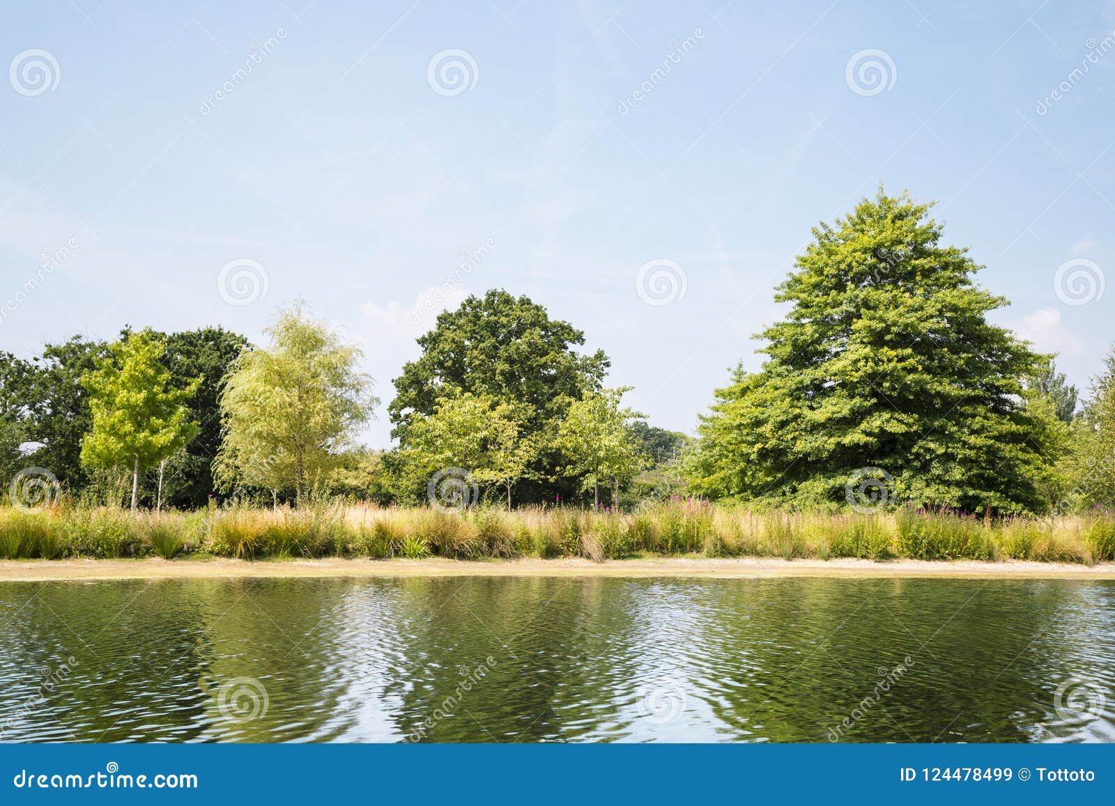 Green Lakeside Trees in Line Stock Image - Image of hyde, landscape ...