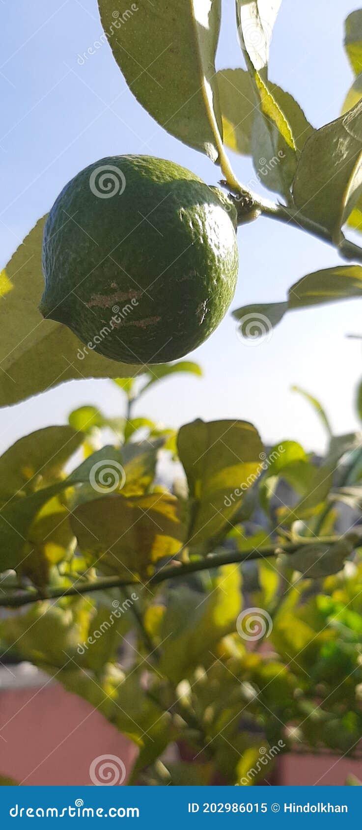 Green lamon on tree stock image. Image of produce, yellow - 202986015