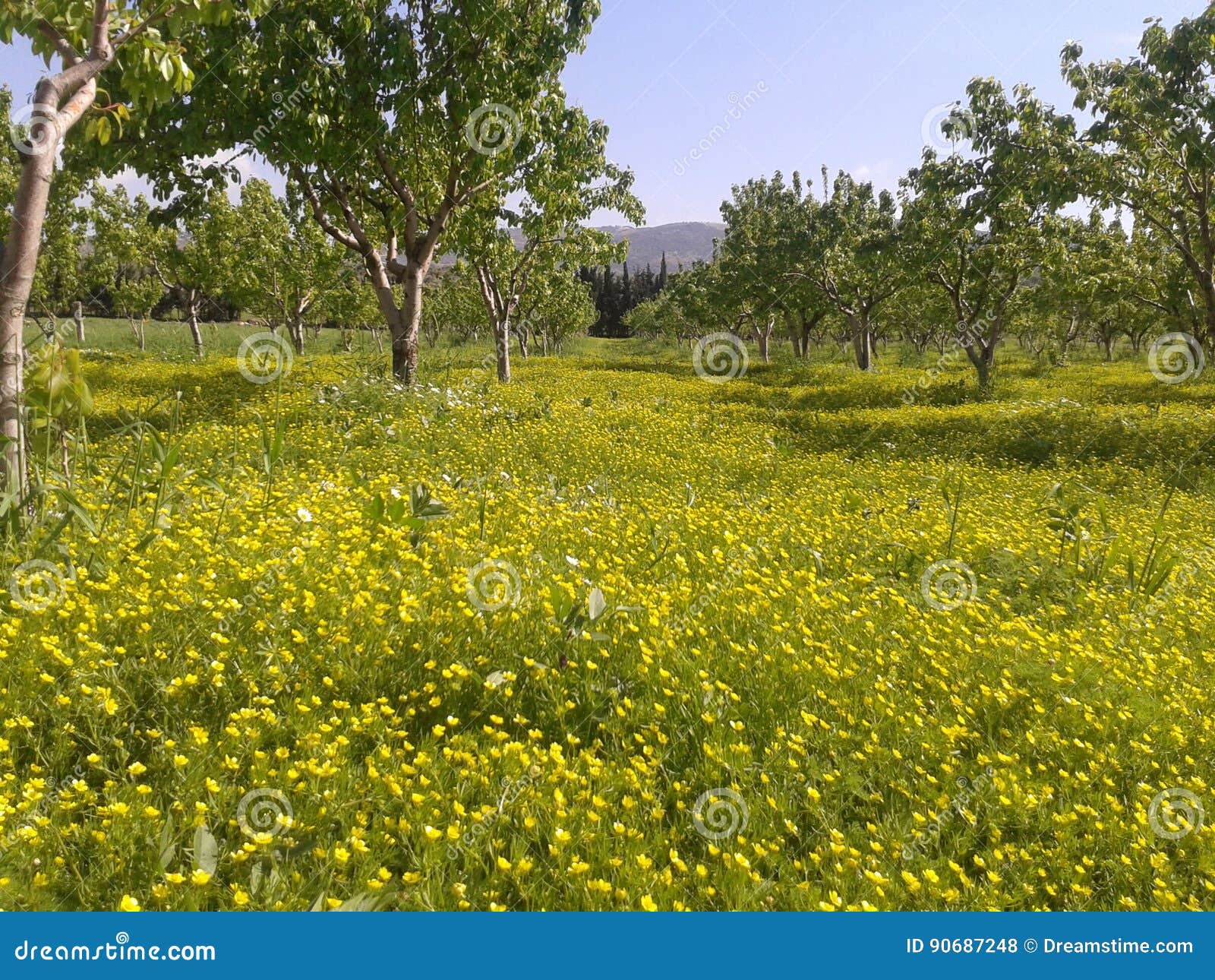 Green land stock photo. Image of green, amazing, beautiful - 90687248