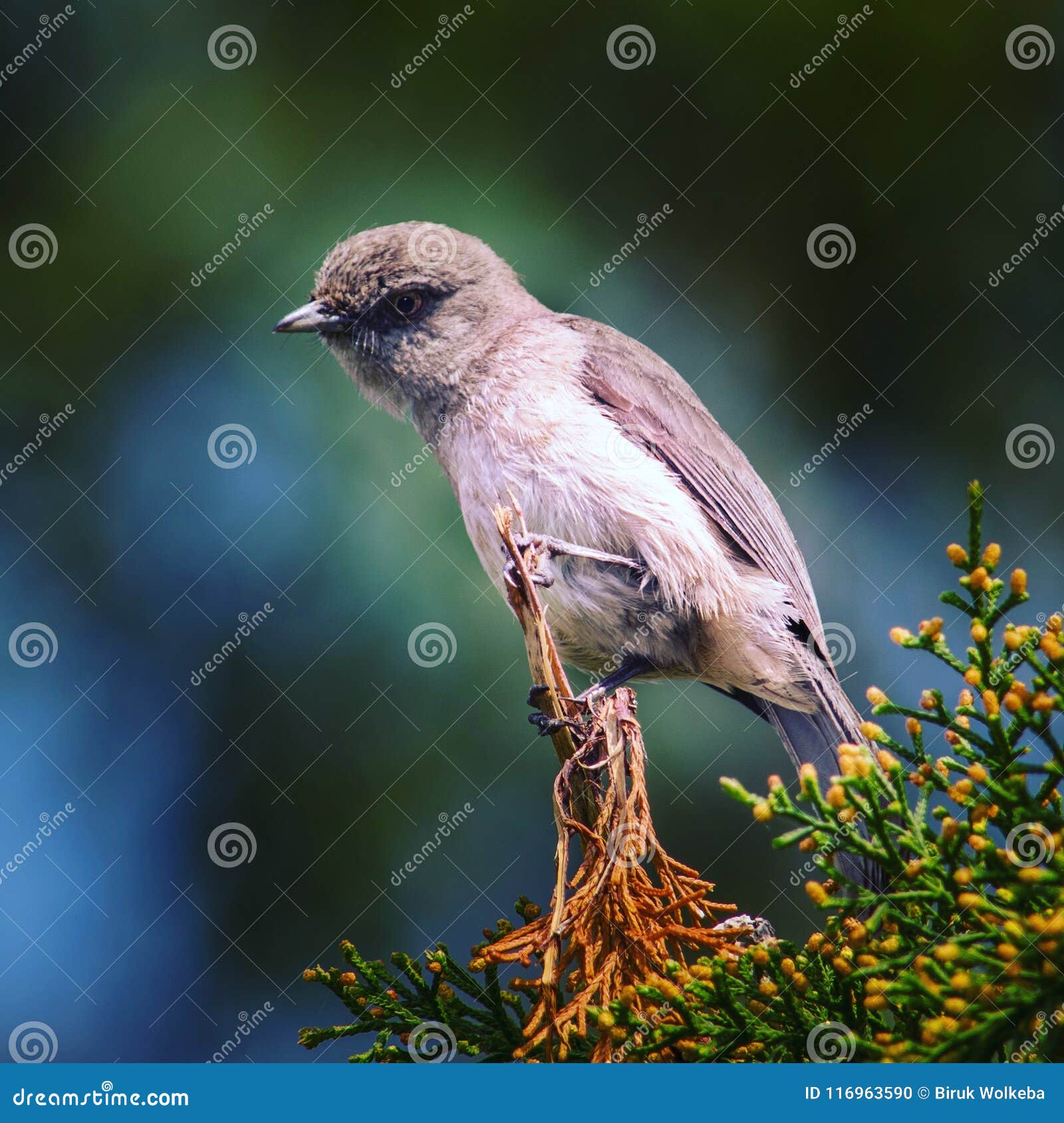 Confused bird stock photo. Image of land, bird, looking - 116963590