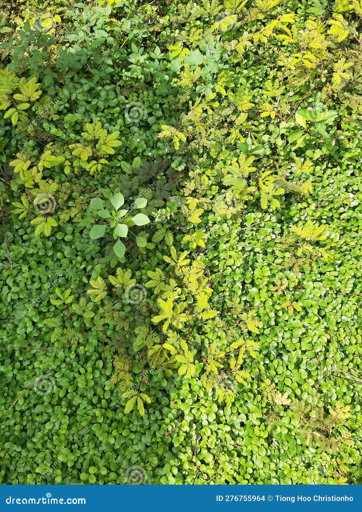 Green Land in Artistic Vertical View Stock Photo - Image of landscape ...