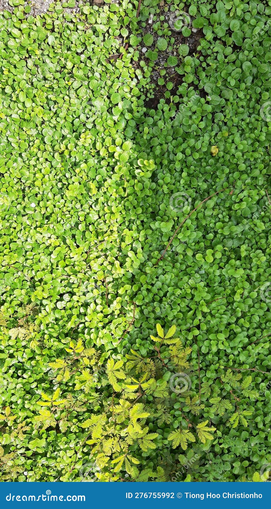 Green Land in Artistic Vertical View Stock Photo - Image of journey ...