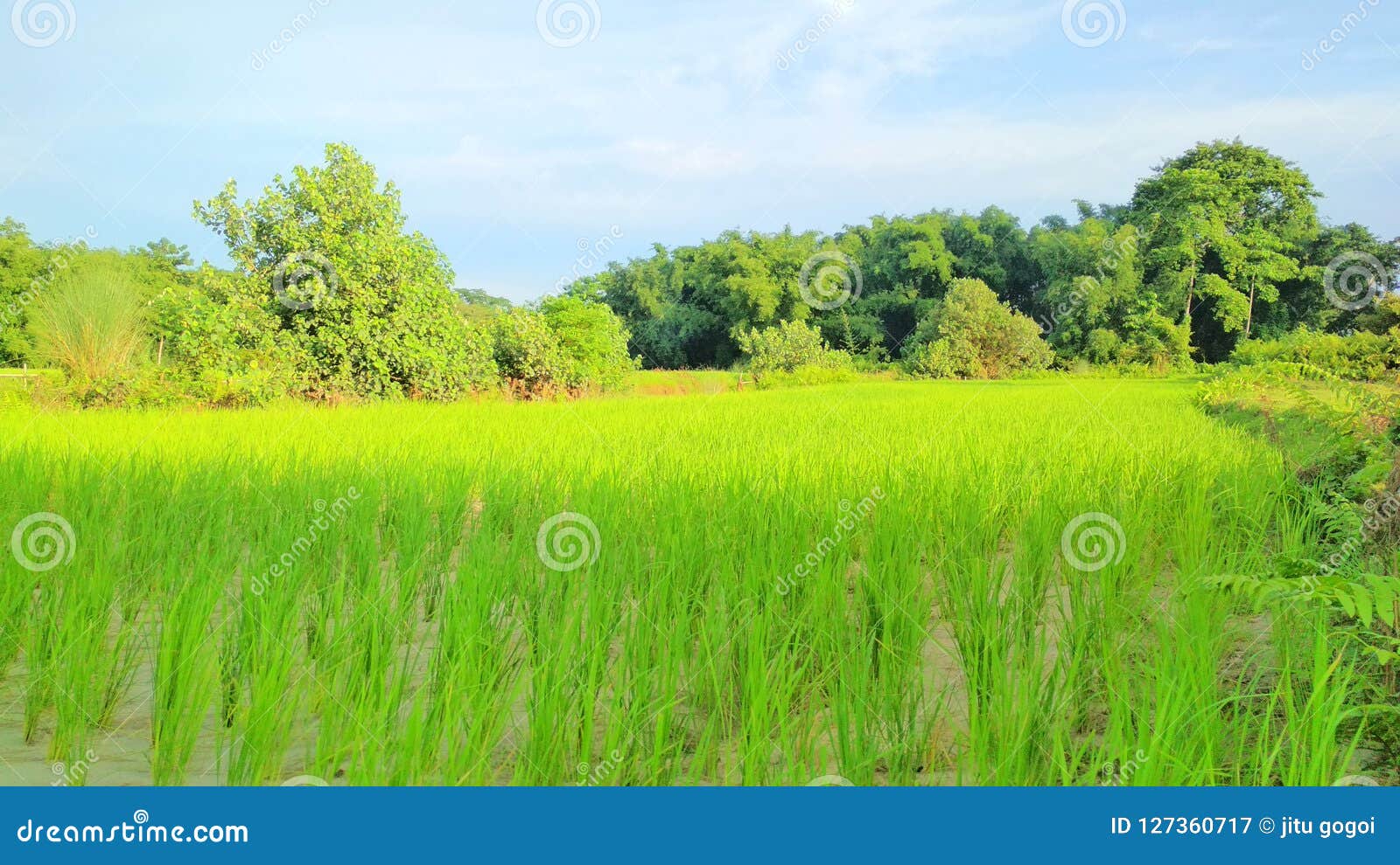 Green land stock image. Image of beautiful, green, beauty - 127360717
