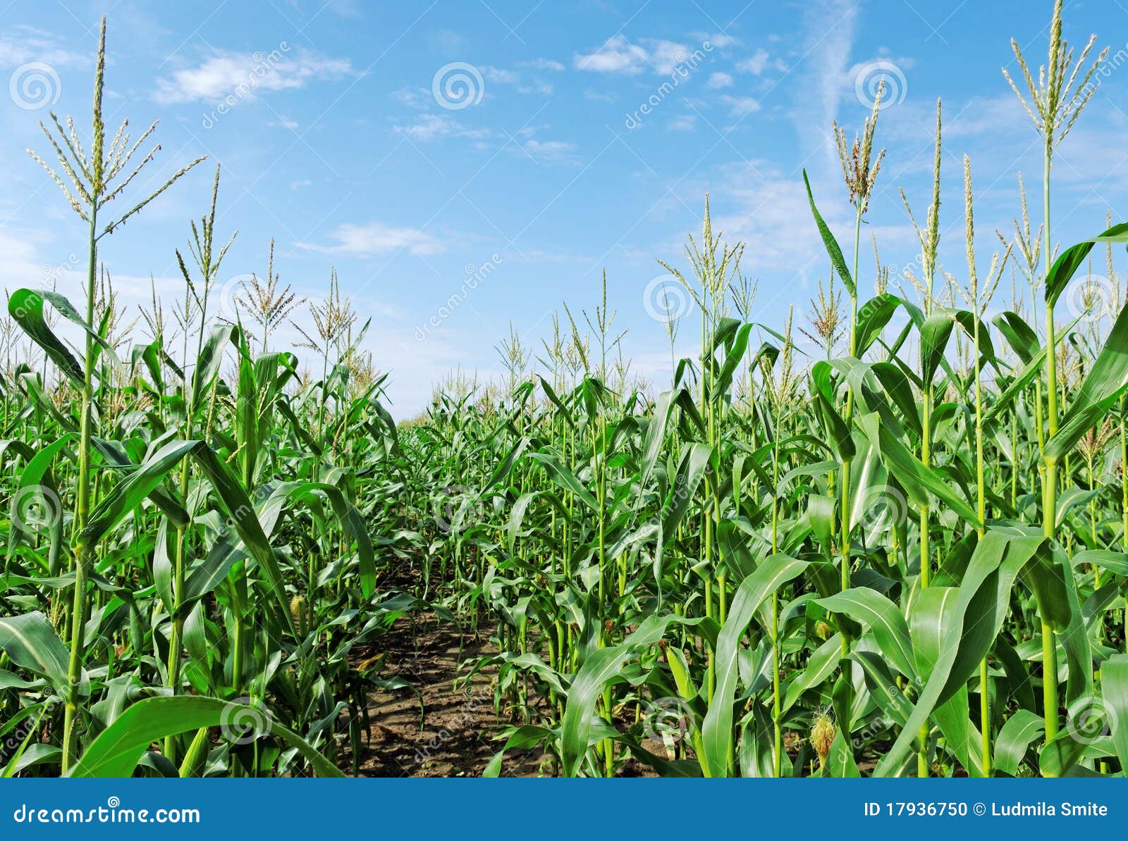 Green land of corn. stock photo. Image of cultivated - 17936750