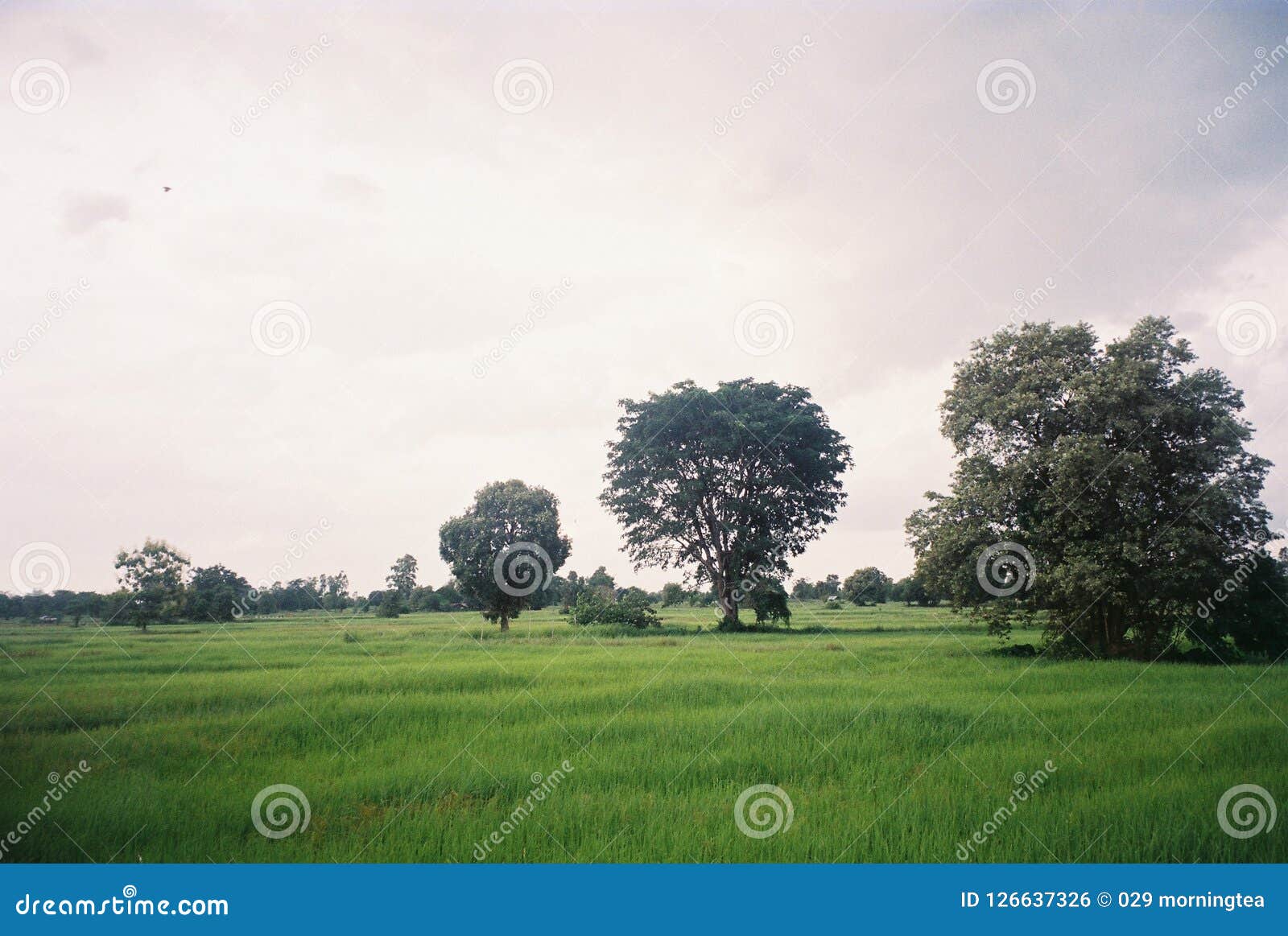 Green land stock photo. Image of land, grass, tree, green - 126637326