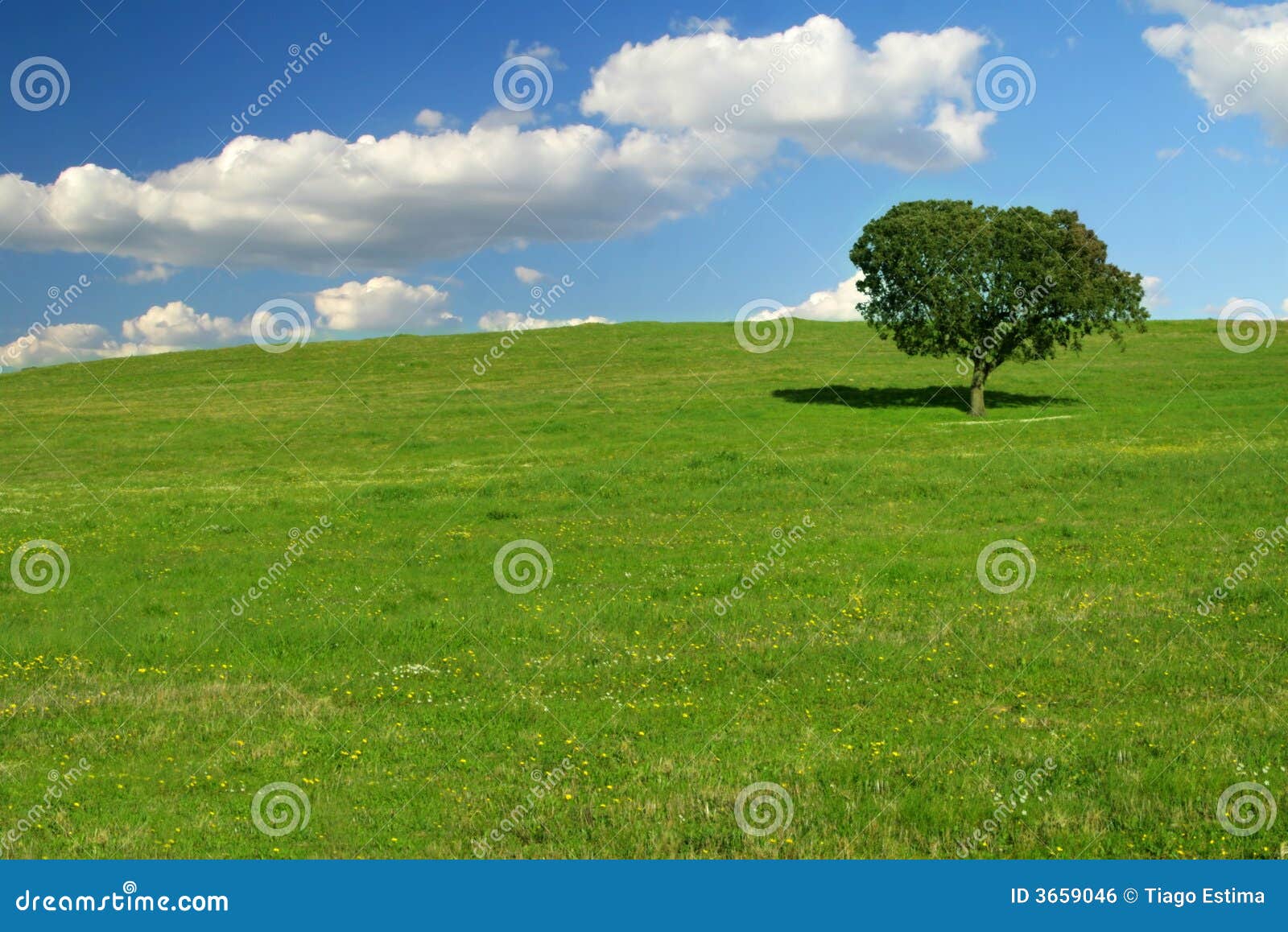 Green Landscape stock photo. Image of green, countryside - 3659046