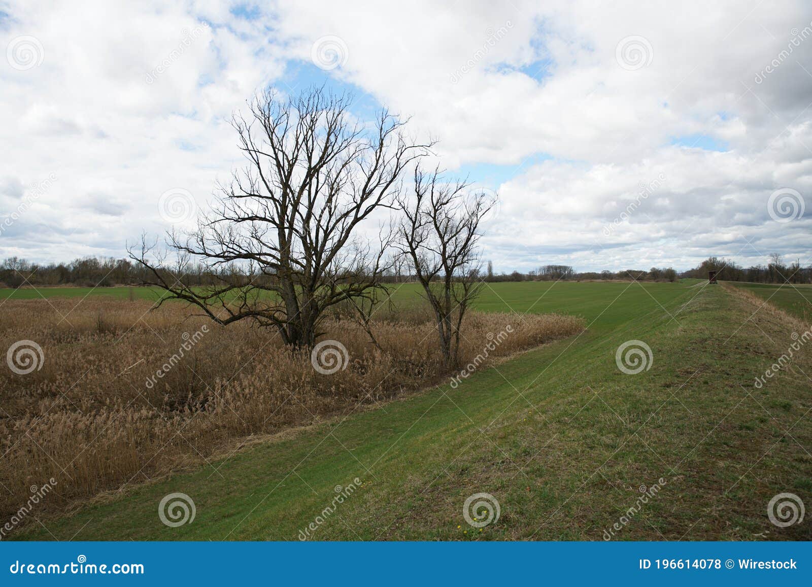 Bold Tree On The Heather Field Of Drents-Friese Wold Royalty-Free Stock ...