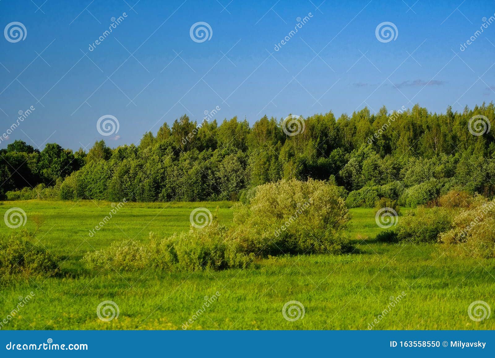 Green Landscape, Empty Field and Forest Stock Photo - Image of alone ...