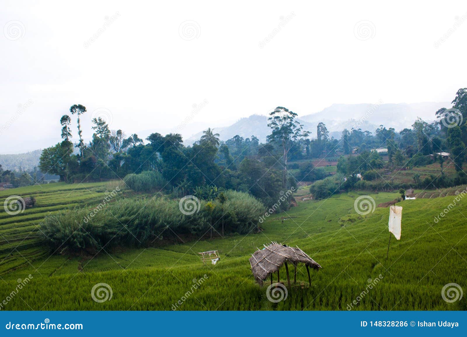Green Landscape of Paddy Fields Stock Photo - Image of agriculture ...