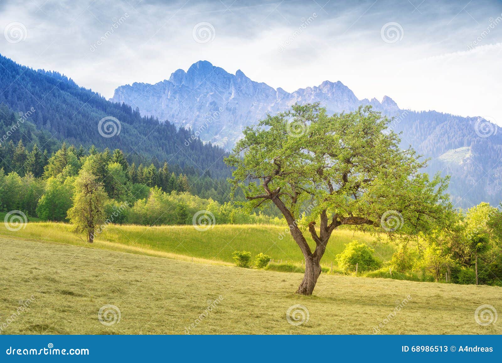 Green Landscape with Single Tree Stock Image - Image of cloud, alps ...