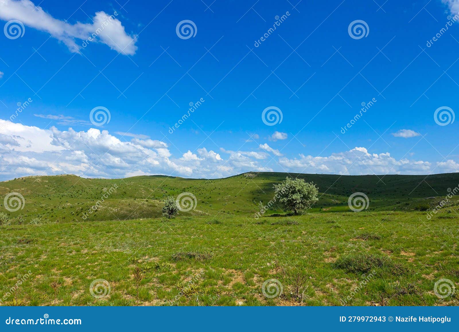 Green Landscape and Single Tree View, Wonderful Spring Views Stock ...