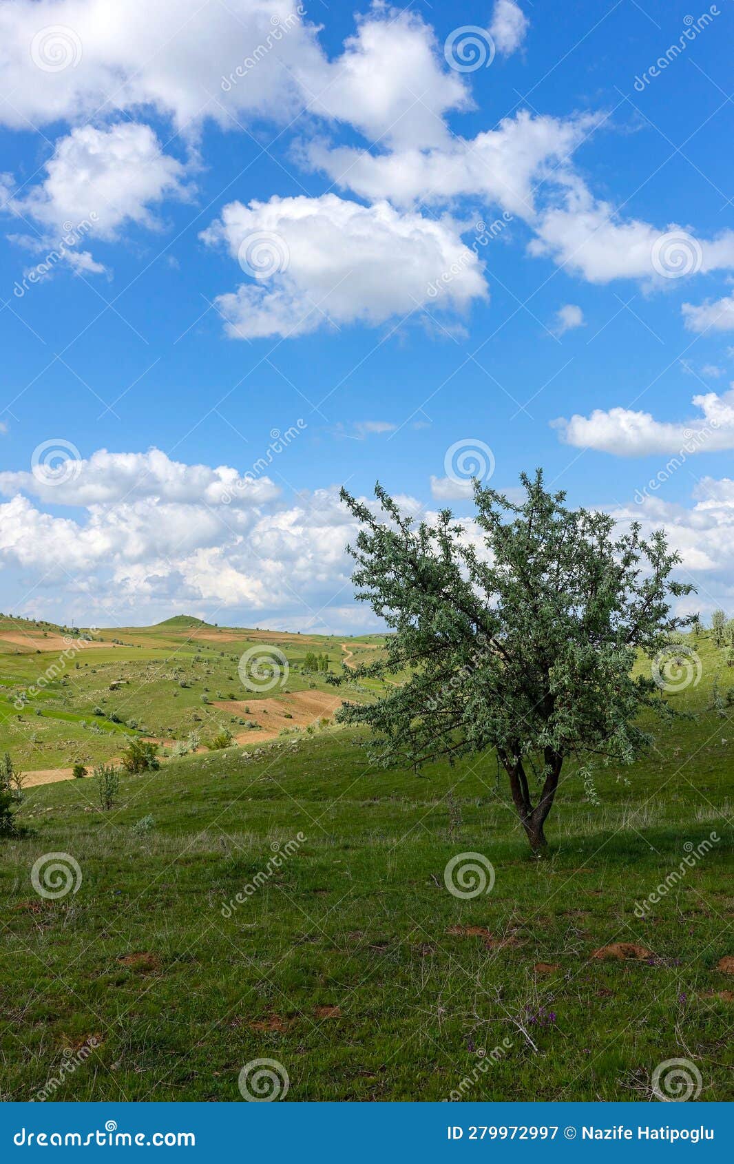 Green Landscape and Single Tree View, Wonderful Spring Views Stock ...