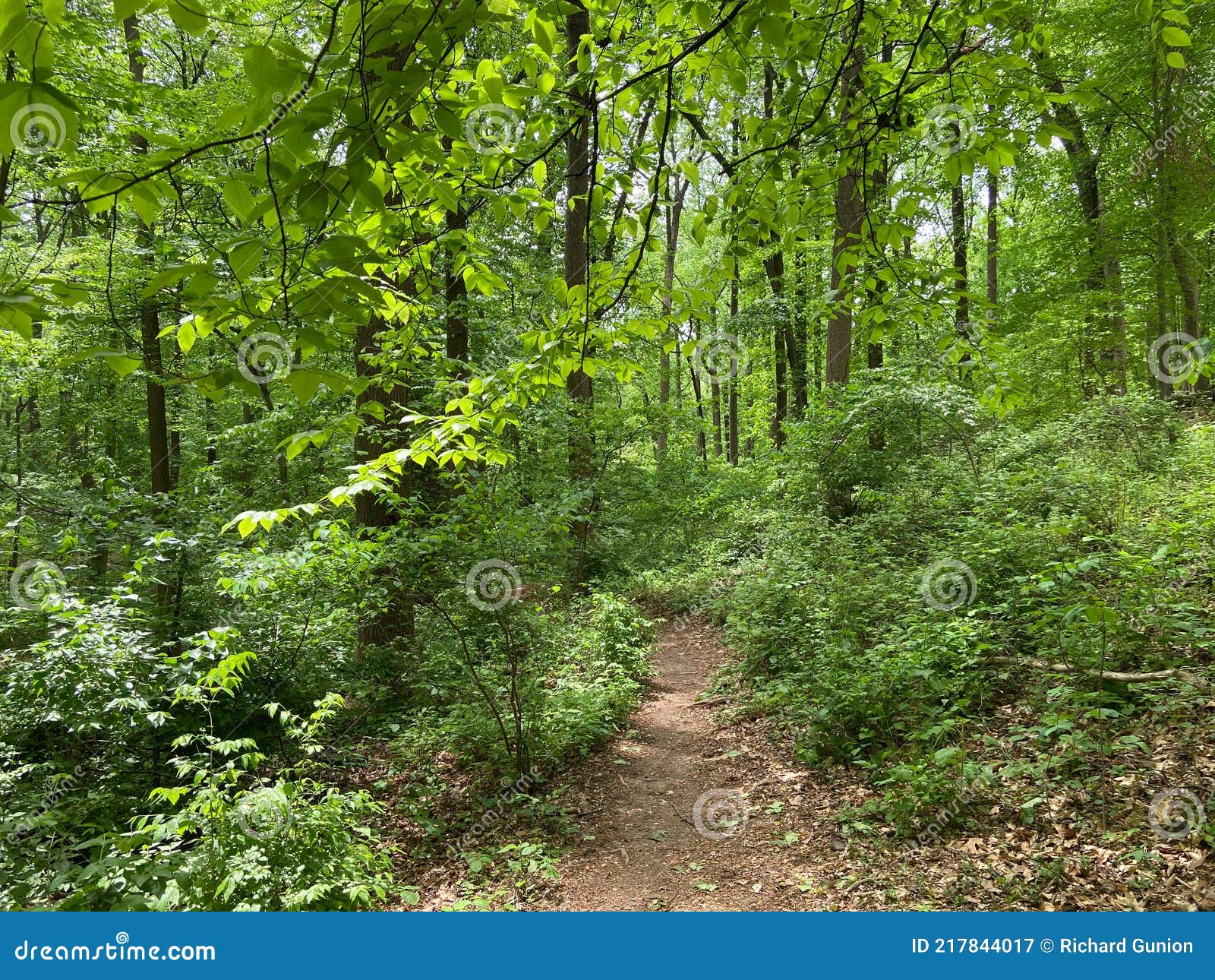 Green Landscape in Spring in May Stock Image - Image of leaves, spring ...