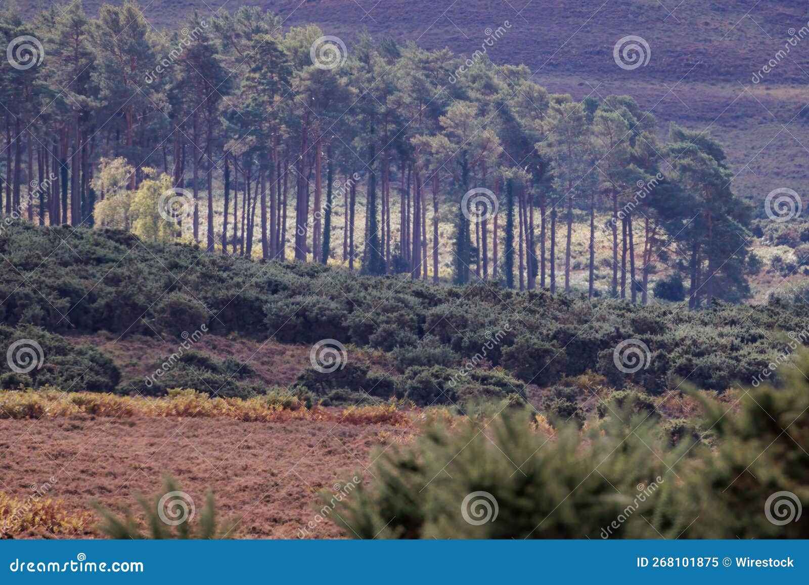 Green Landscape with Tall Trees on the Slope Stock Image - Image of ...