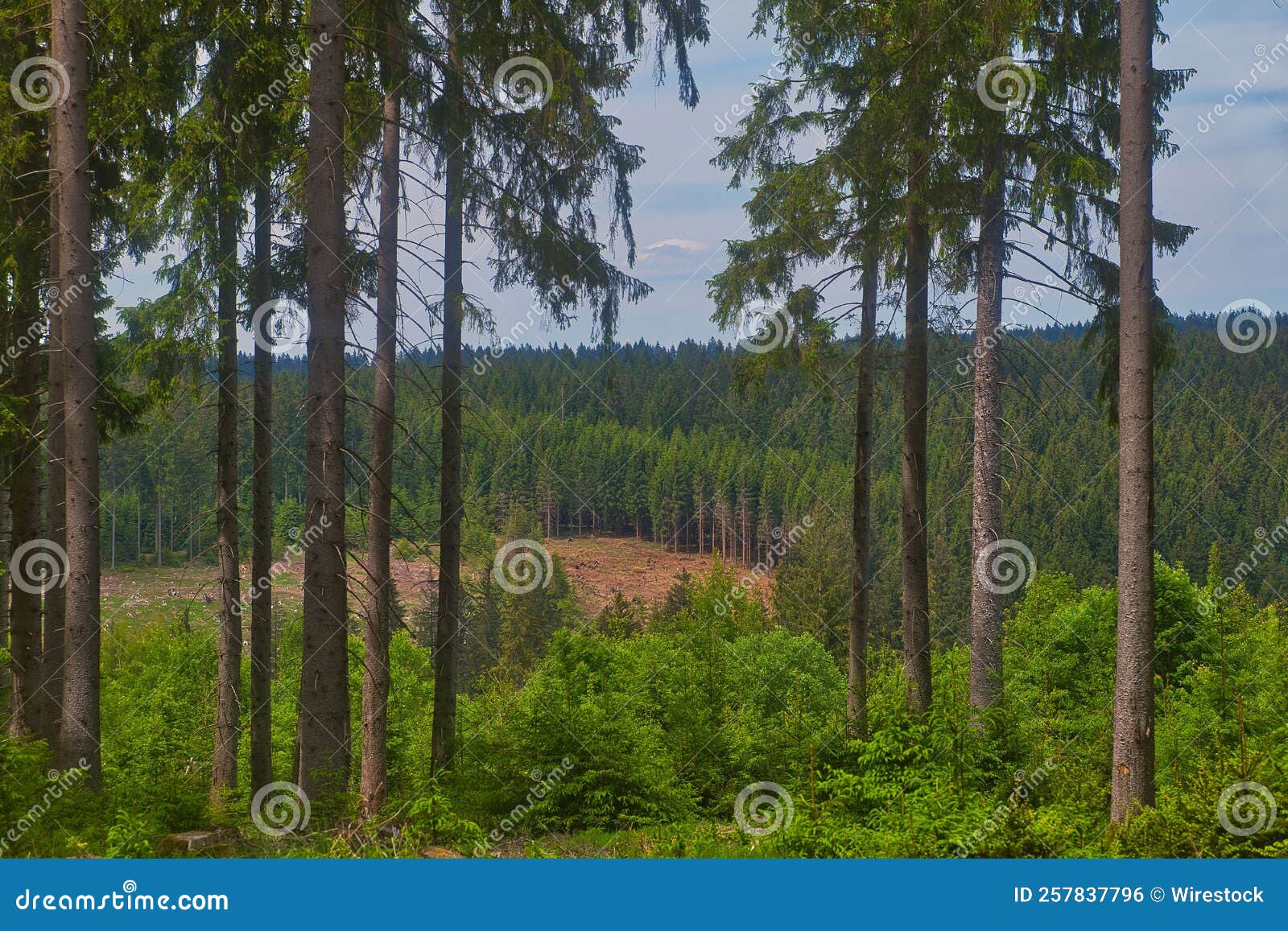 Green Landscape with the Thuringian Forest View, Germany Stock Photo ...