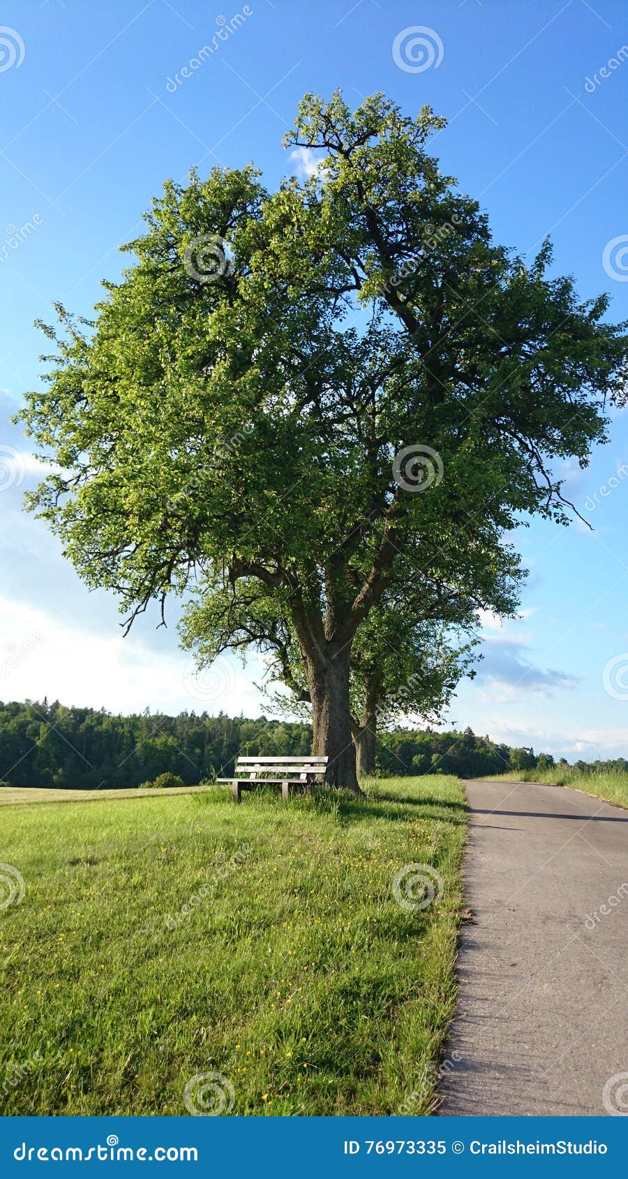 Green Landscape with Tree and Sturdy Tree Crown and Small Bench Stock ...