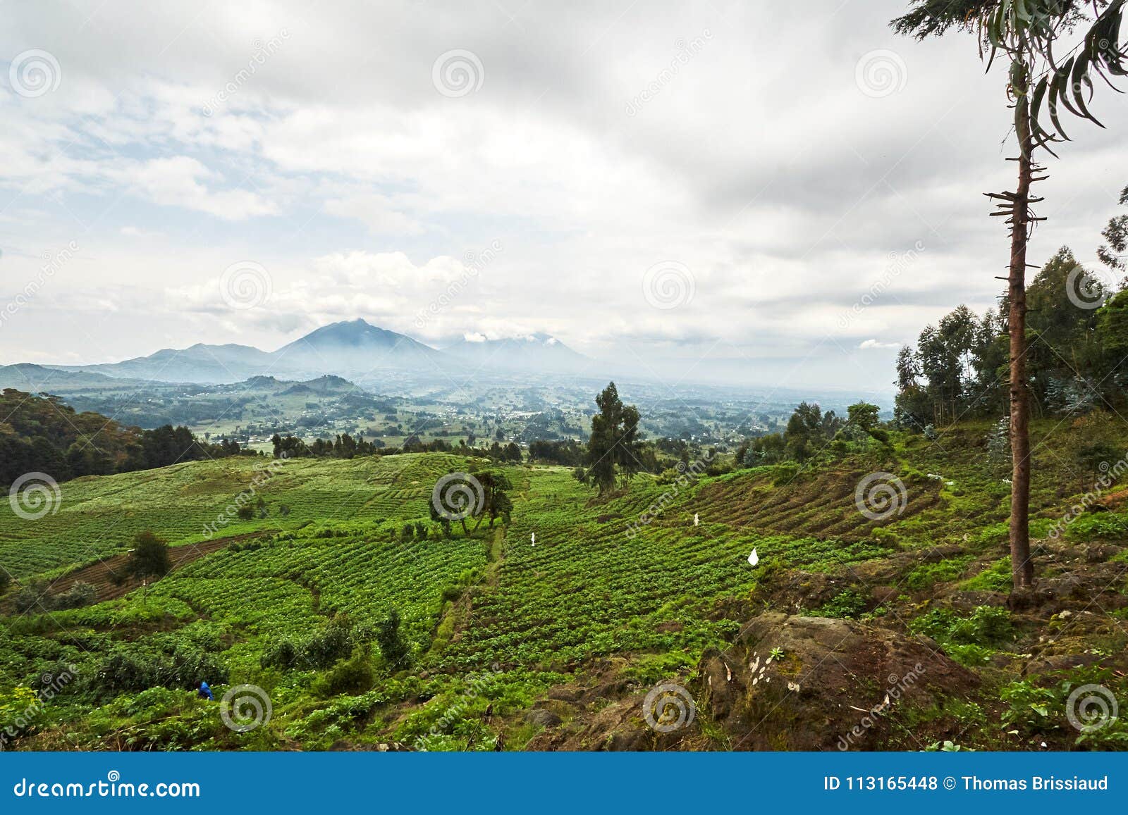 Landscape View in Virunga Reserve, Rwanda Stock Photo - Image of ...