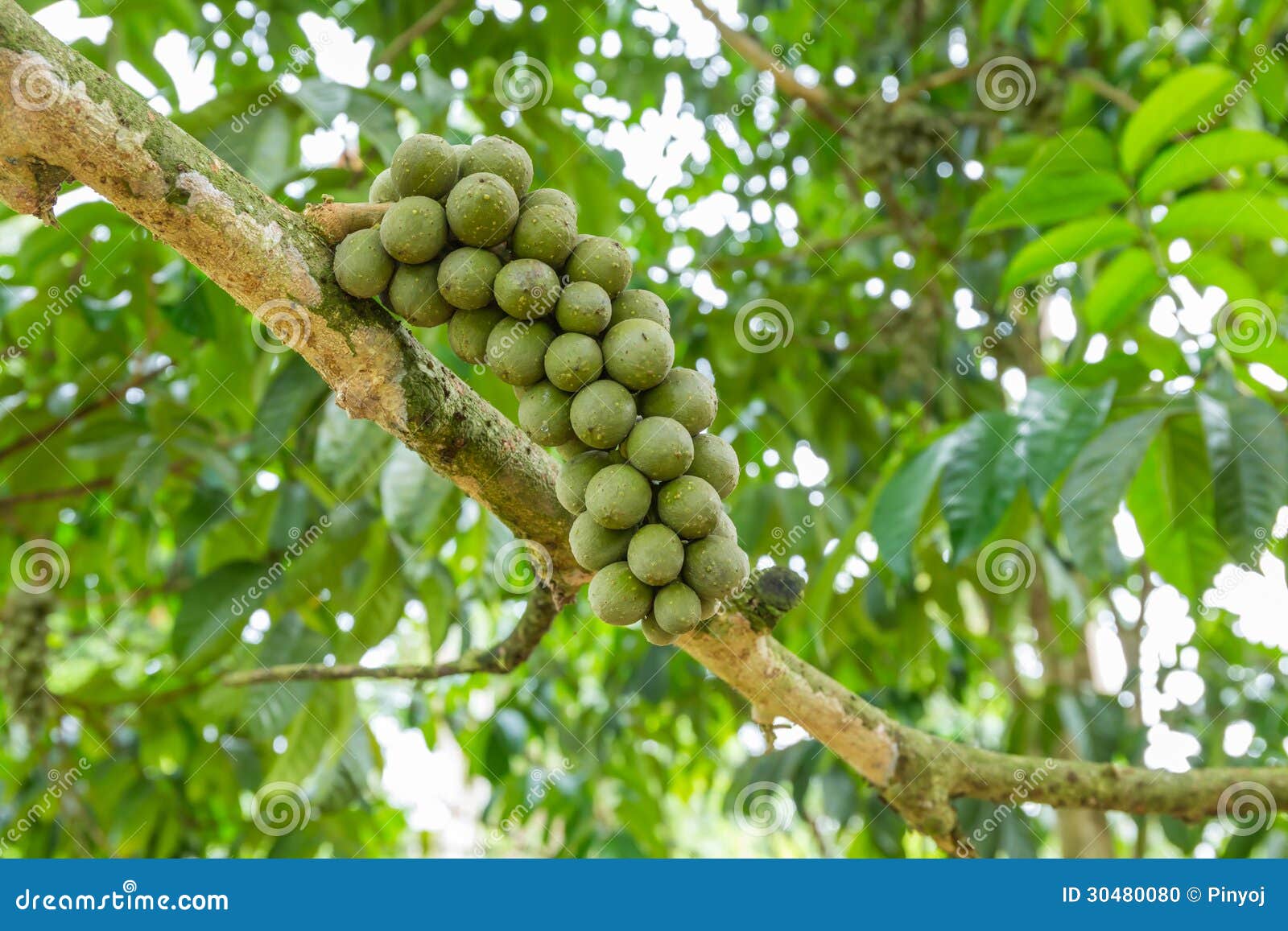 Green Lansium domesticum stock photo. Image of longong - 30480080