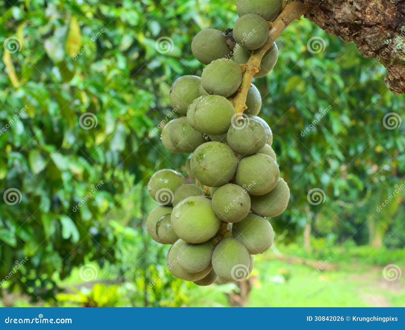Green Lansium domesticum stock photo. Image of fresh - 30842026