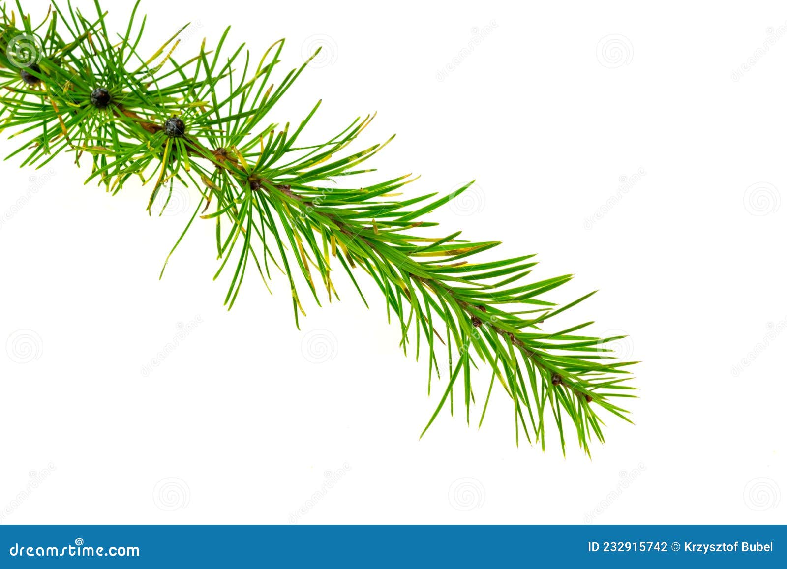 Green Larch Twigs on a White Isolated Background Stock Photo - Image of ...