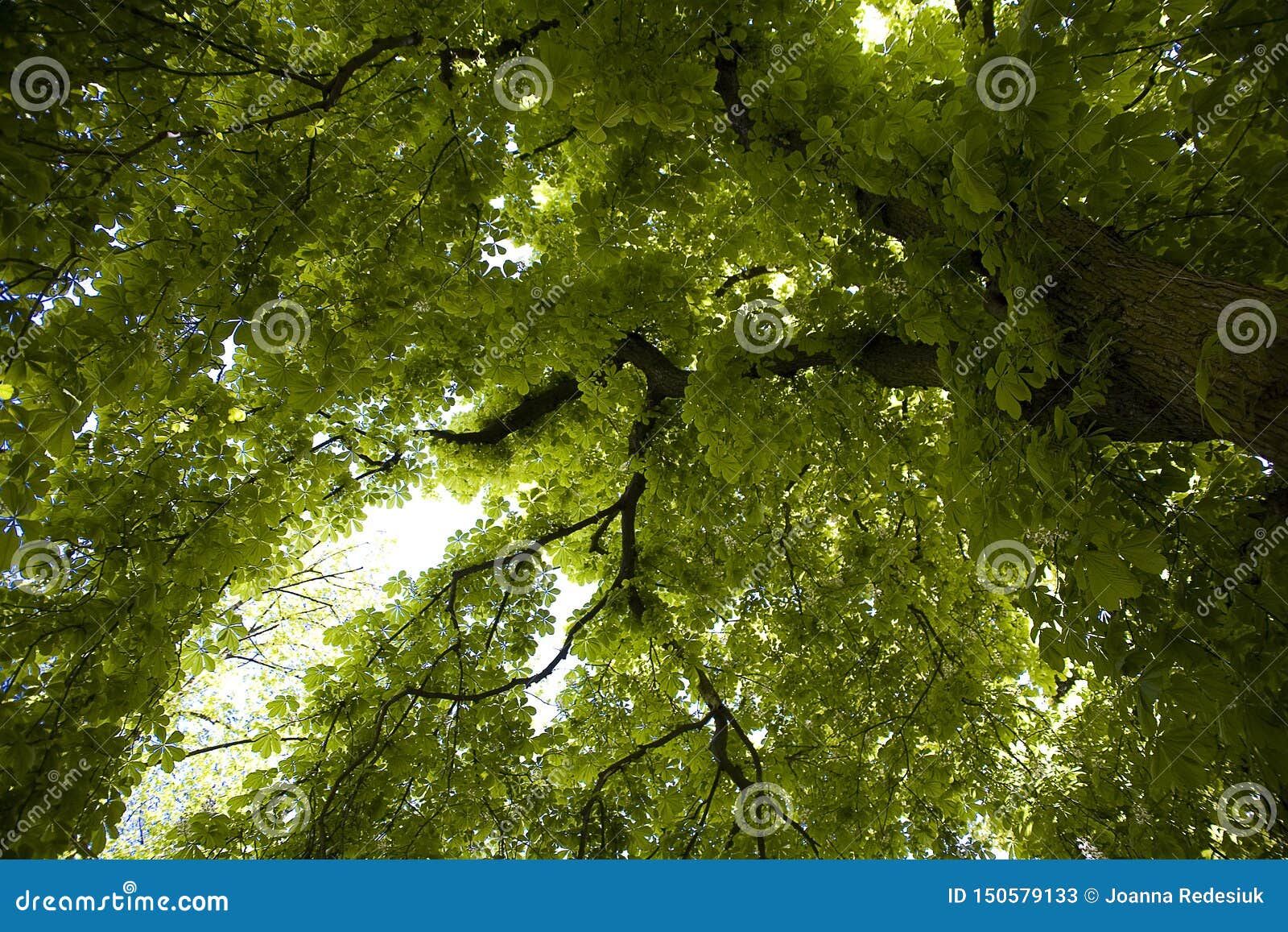 Green Large Chestnut Tree Spring Forming an Original Background Stock ...
