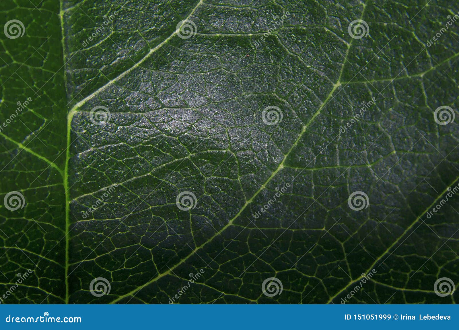 Green Large Fresh Leaf Shot Close-up Translucent in Sunlight Stock ...