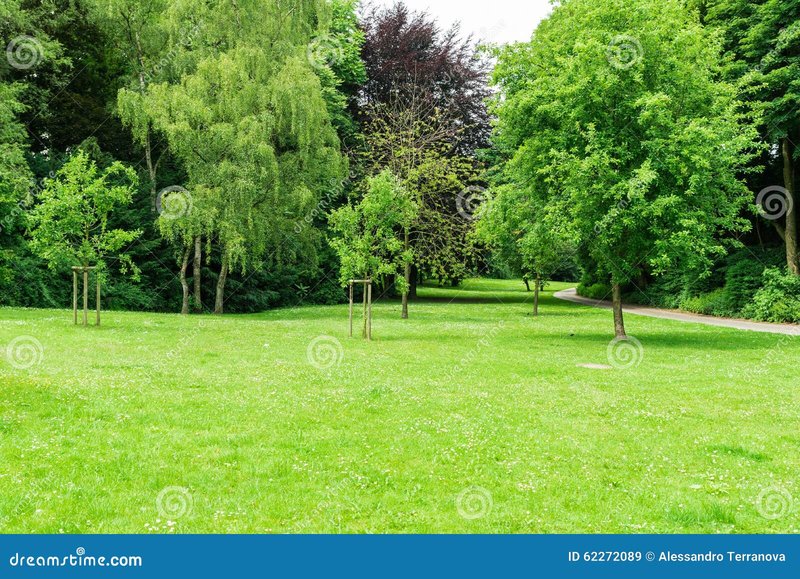 Green Large Lawn with Trees Stock Image - Image of land, nature: 62272089