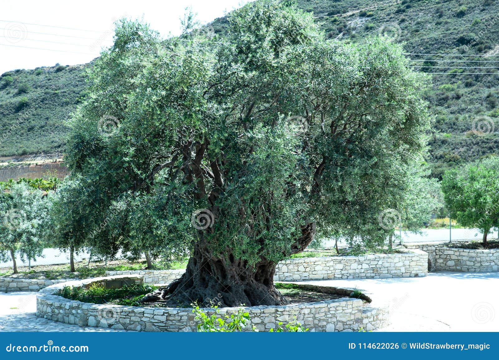 The Green large olive stock photo. Image of greece, outdoor - 114622026