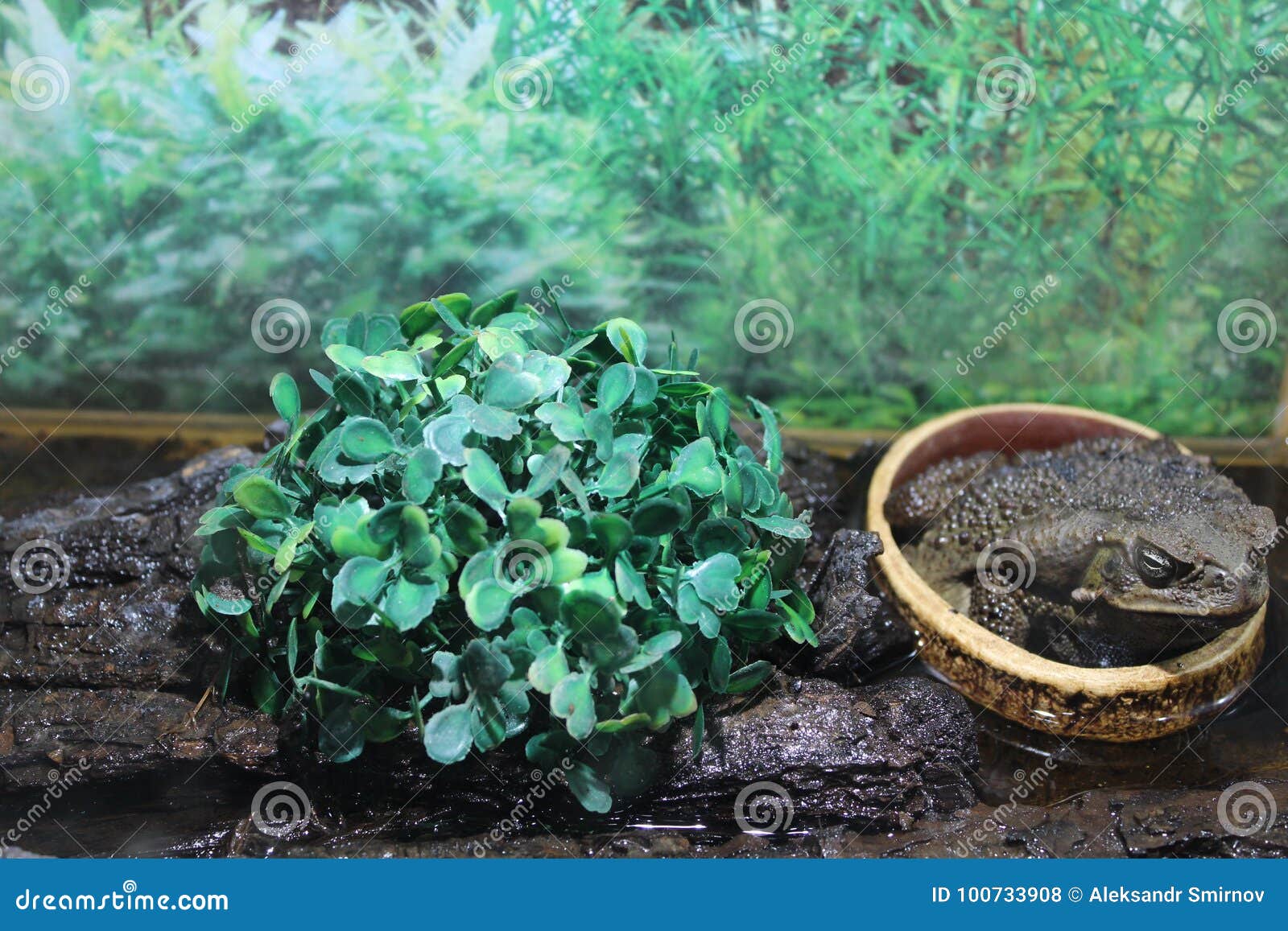 Green large toad stock photo. Image of brown, macro - 100733908