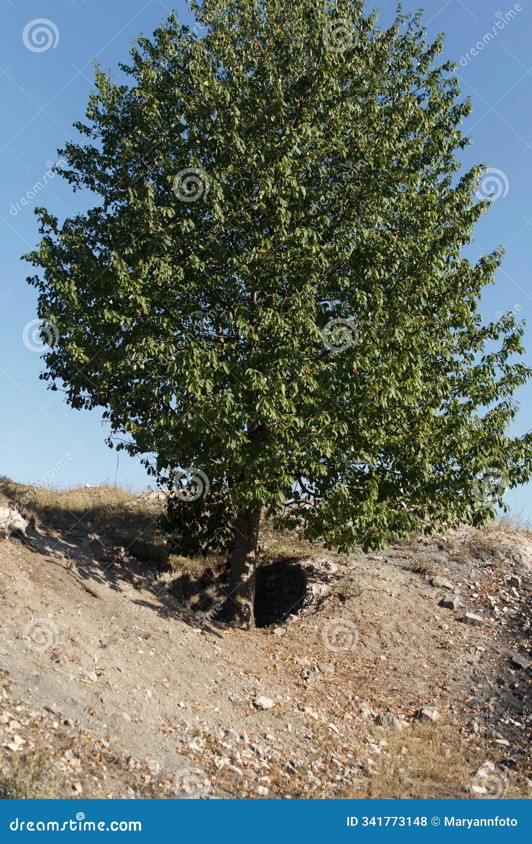 Green Large Tree Growing in a Hilly Rocky Area Stock Photo - Image of ...