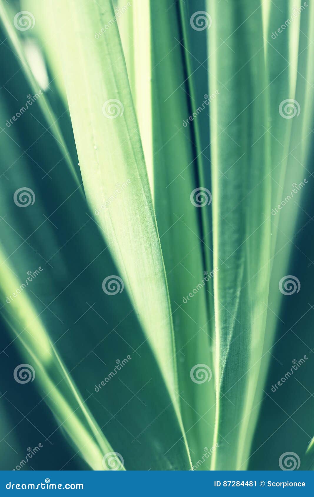 Green Large Twisted Leaves Background Stock Image - Image of design ...
