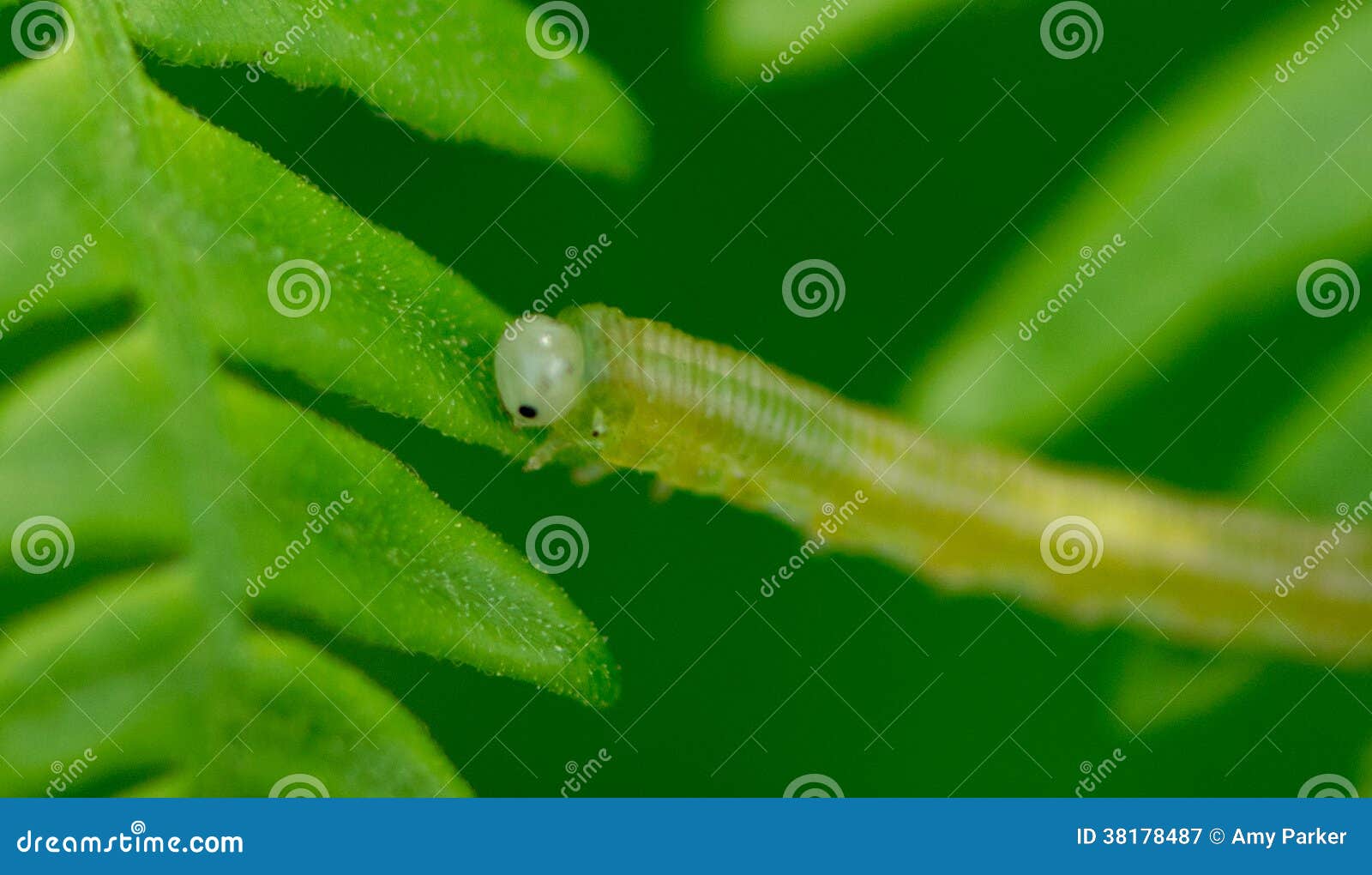 Green Larva stock image. Image of crawl, larva, green - 38178487