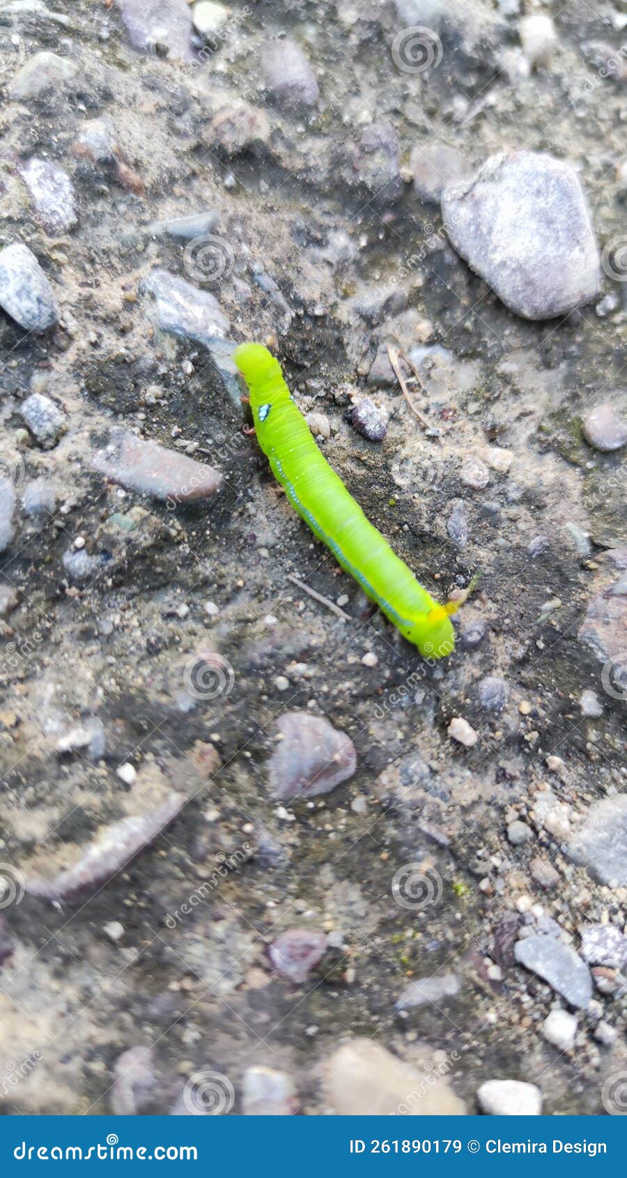Green Larva before Evolution To Butterfly Stock Image - Image of larva ...