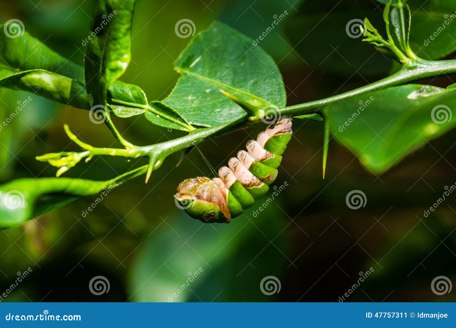 Green larva stock image. Image of nature, caterpillar - 47757311