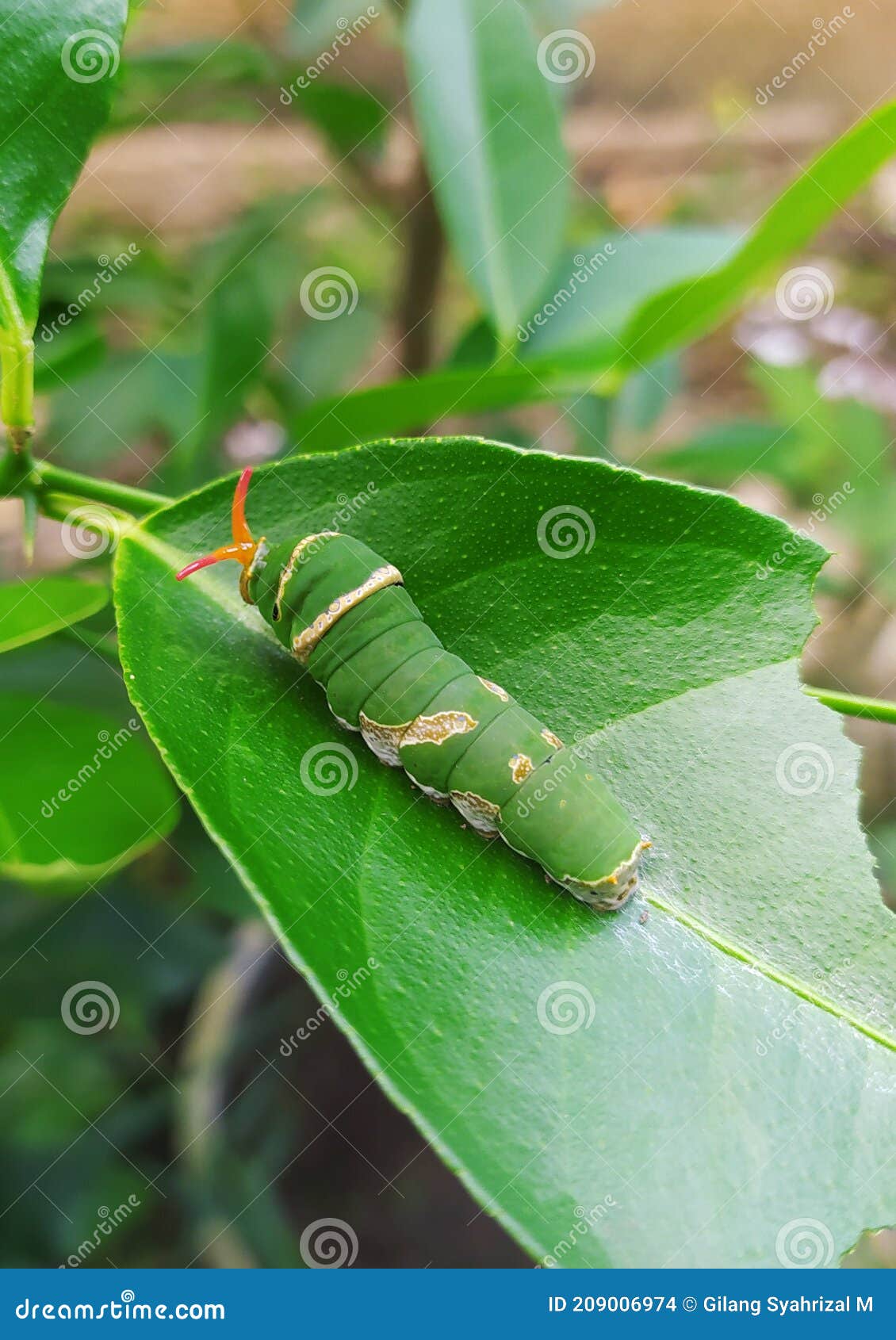 Green Larva Lepidoptera on a Leave Stock Photo - Image of crops, plants ...