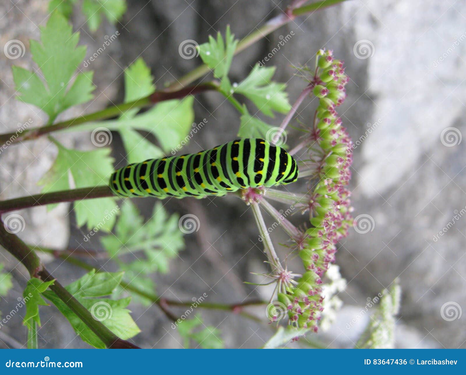 Green larva stock photo. Image of nature, colorful, creature - 83647436