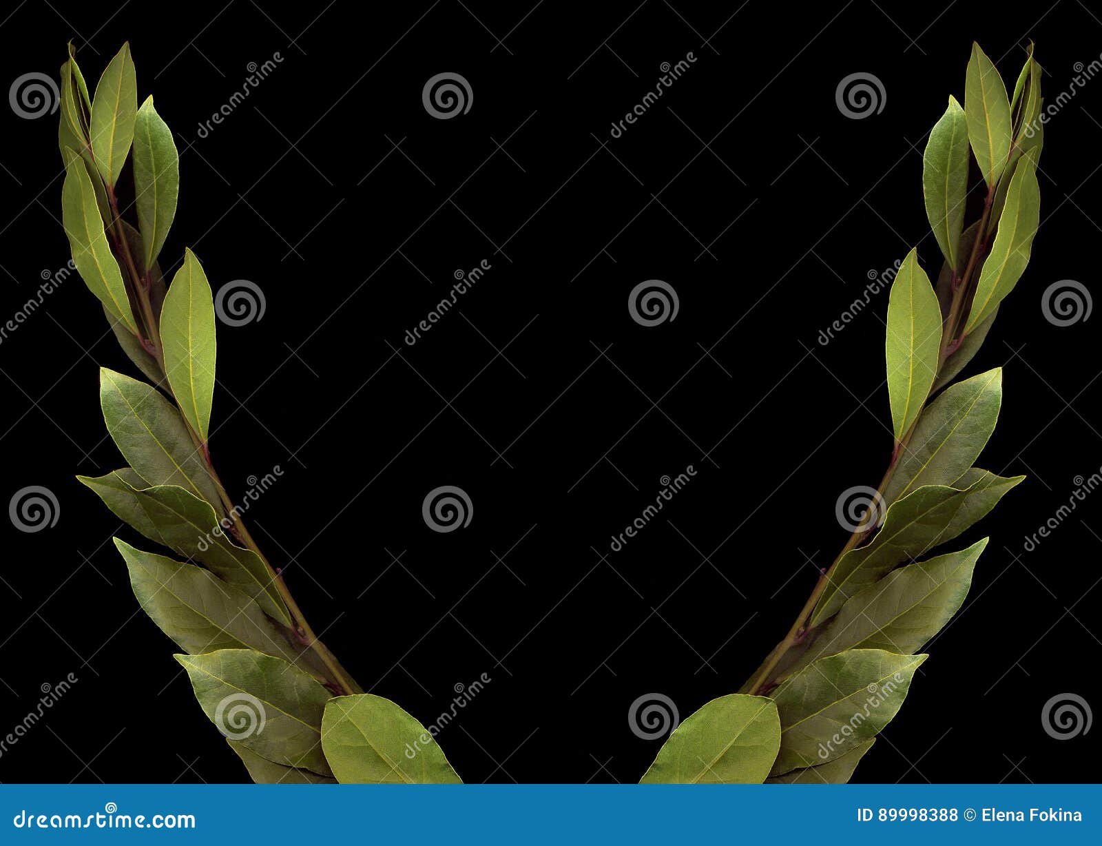 Green Laurel Branch on Black Background Stock Photo - Image of laurel ...