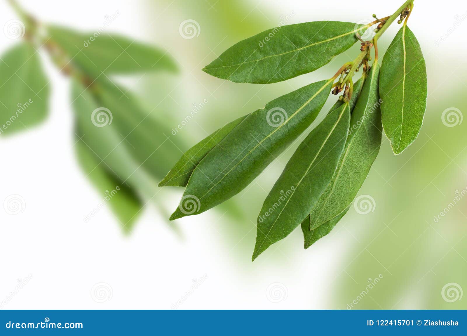 Green Laurel branches stock image. Image of bunch, beautiful - 122415701