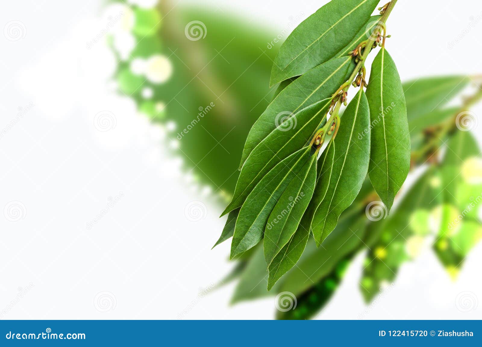 Green Laurel branches stock photo. Image of background - 122415720