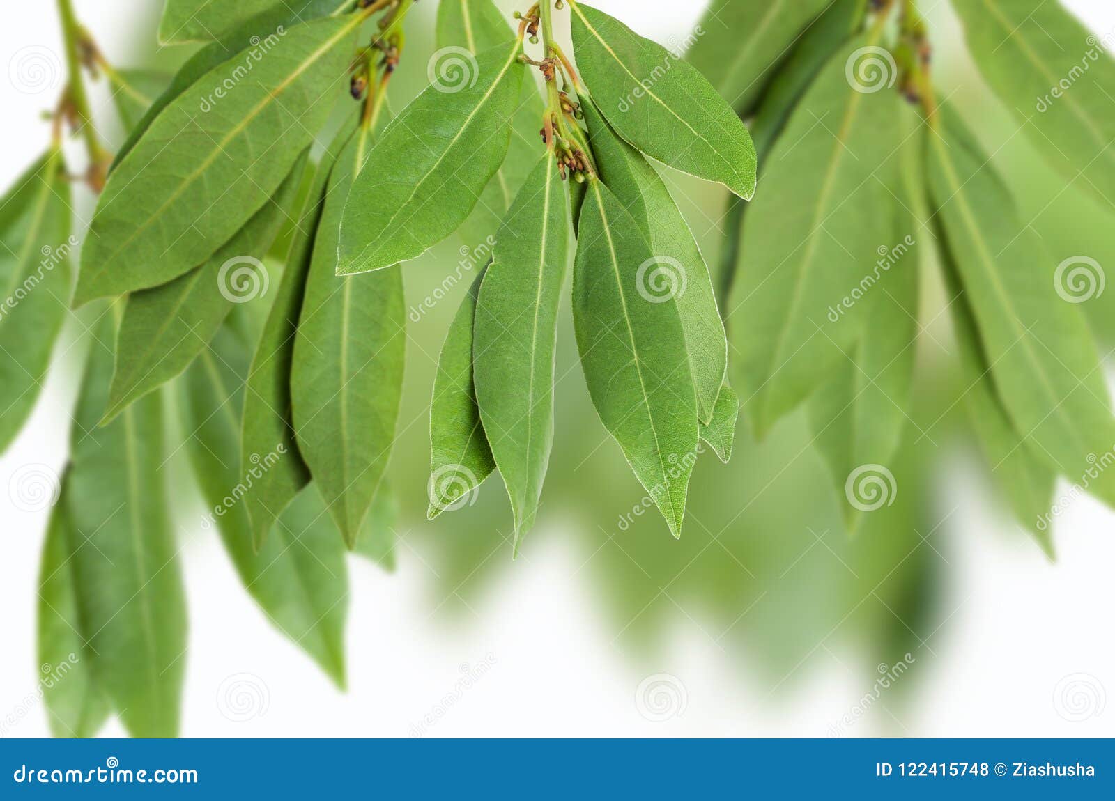 Green Laurel branches stock photo. Image of ingredient - 122415748