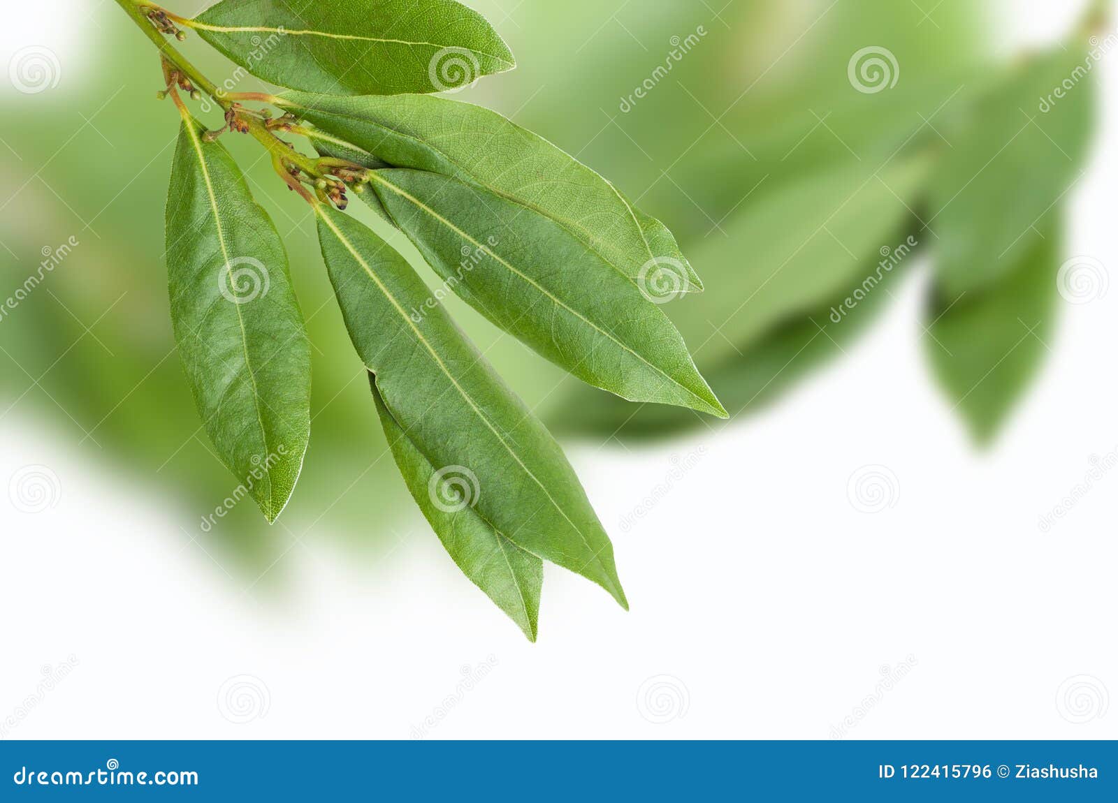 Green Laurel branches stock photo. Image of herb, herbal - 122415796