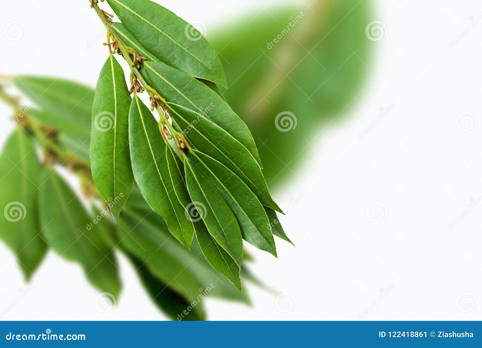 Green Laurel branches stock image. Image of leaf, bunch - 122418861