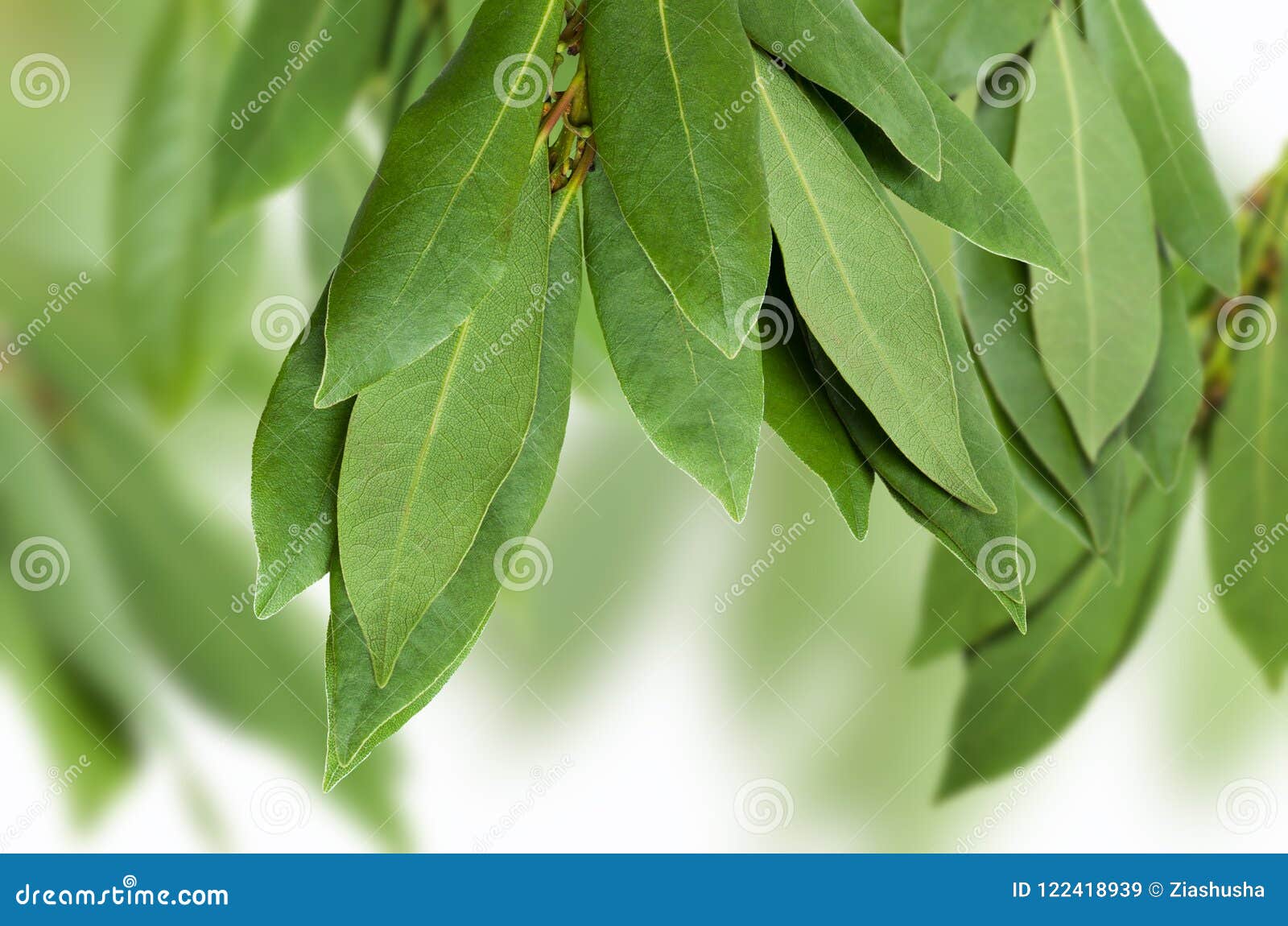 Green Laurel branches stock image. Image of message - 122418939