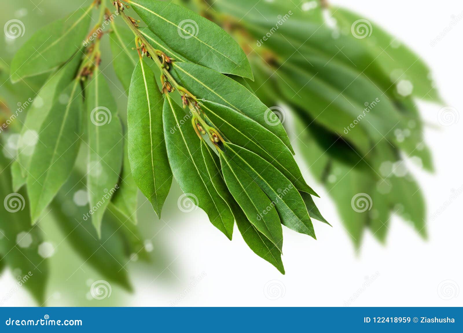Green Laurel branches stock image. Image of background - 122418959
