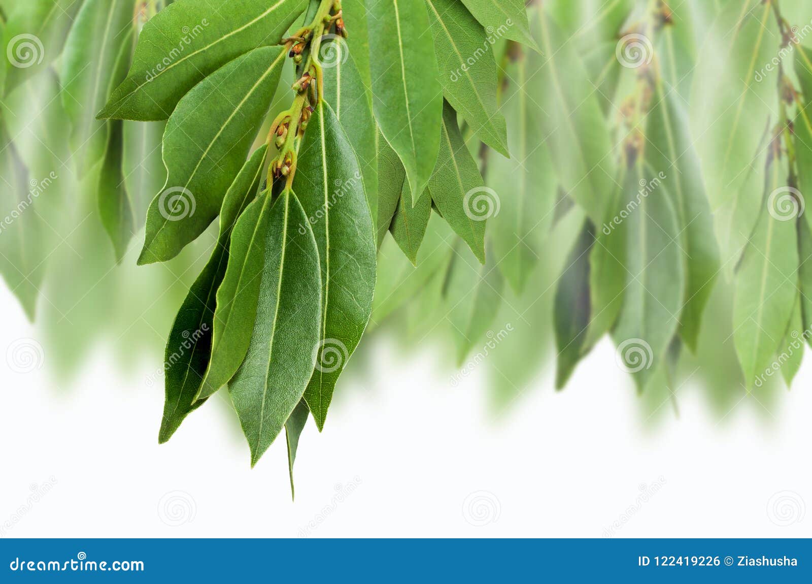 Green Laurel branches stock photo. Image of garden, bush - 122419226