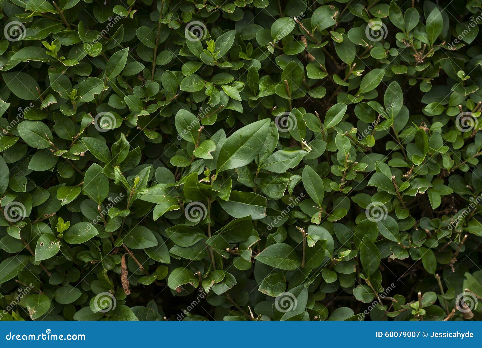 Green laurel foliage wall stock image. Image of leaves - 60079007
