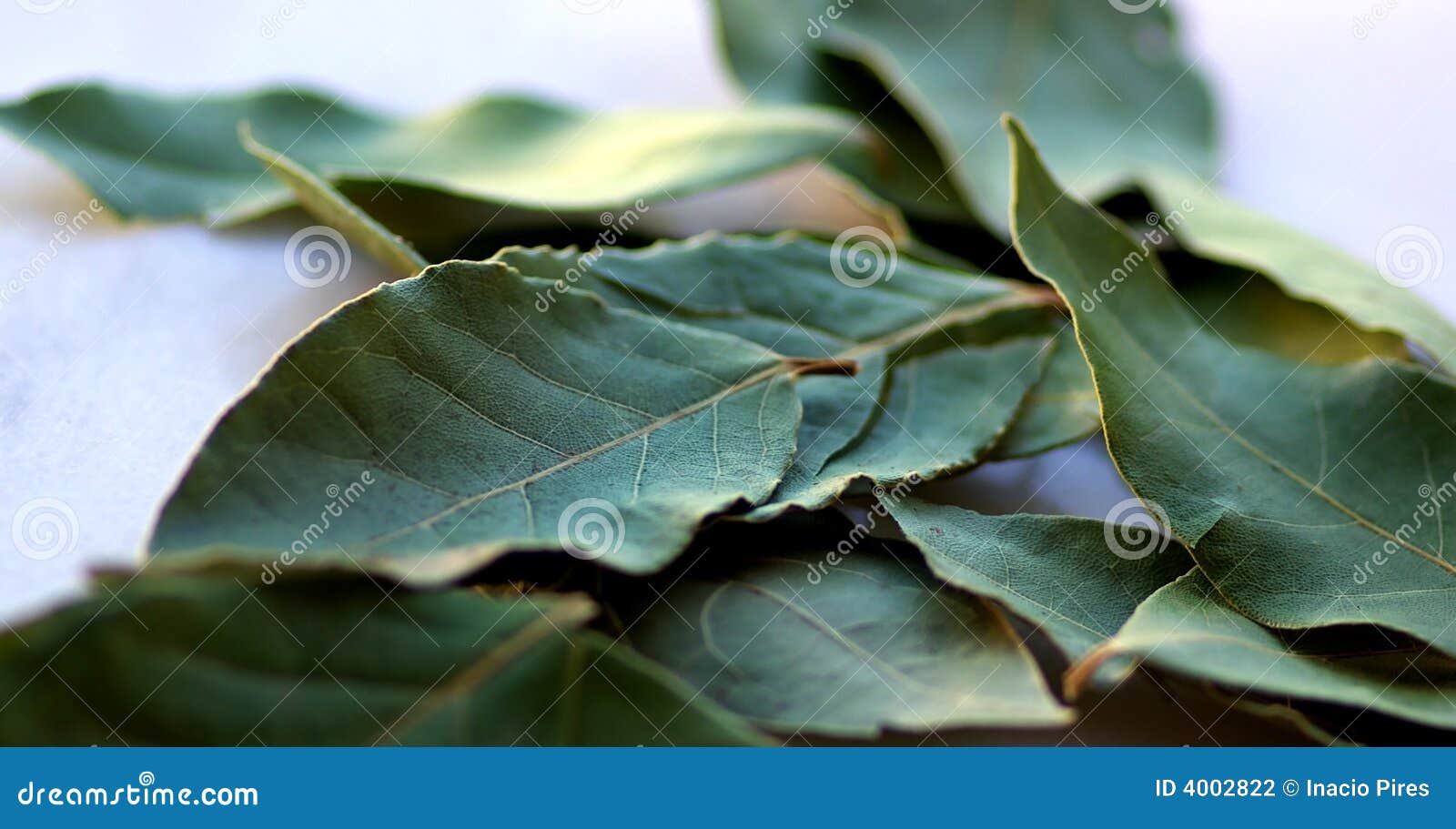 Green laurel leaf . stock photo. Image of cook, restaurant - 4002822