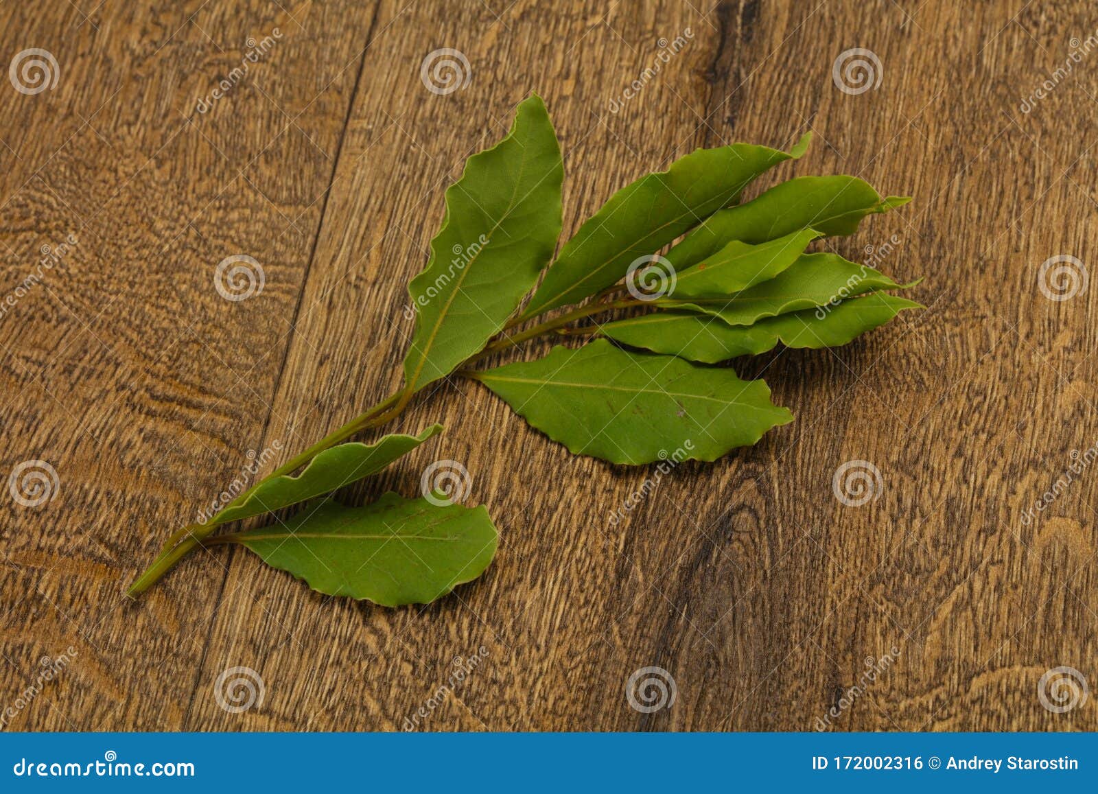 Laurel Branch Stock Photos - Download 3,830 Royalty Free Photos