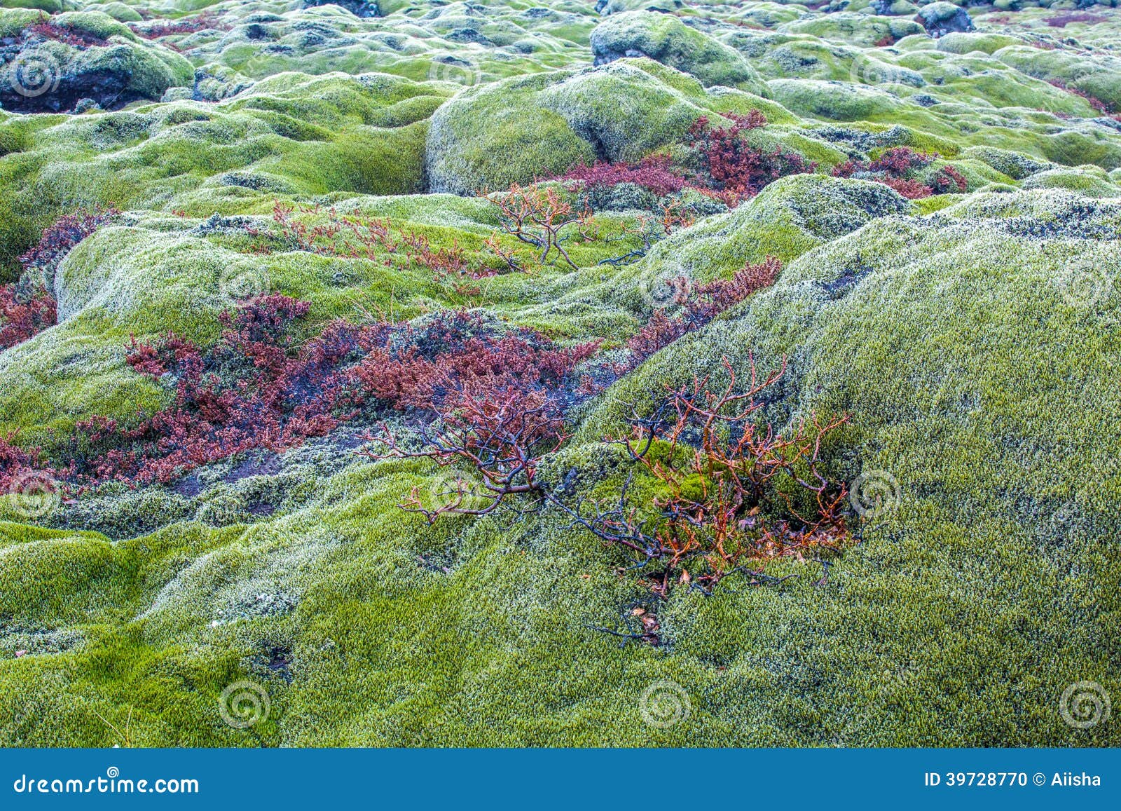Green lava fields stock photo. Image of lake, dormant - 39728770
