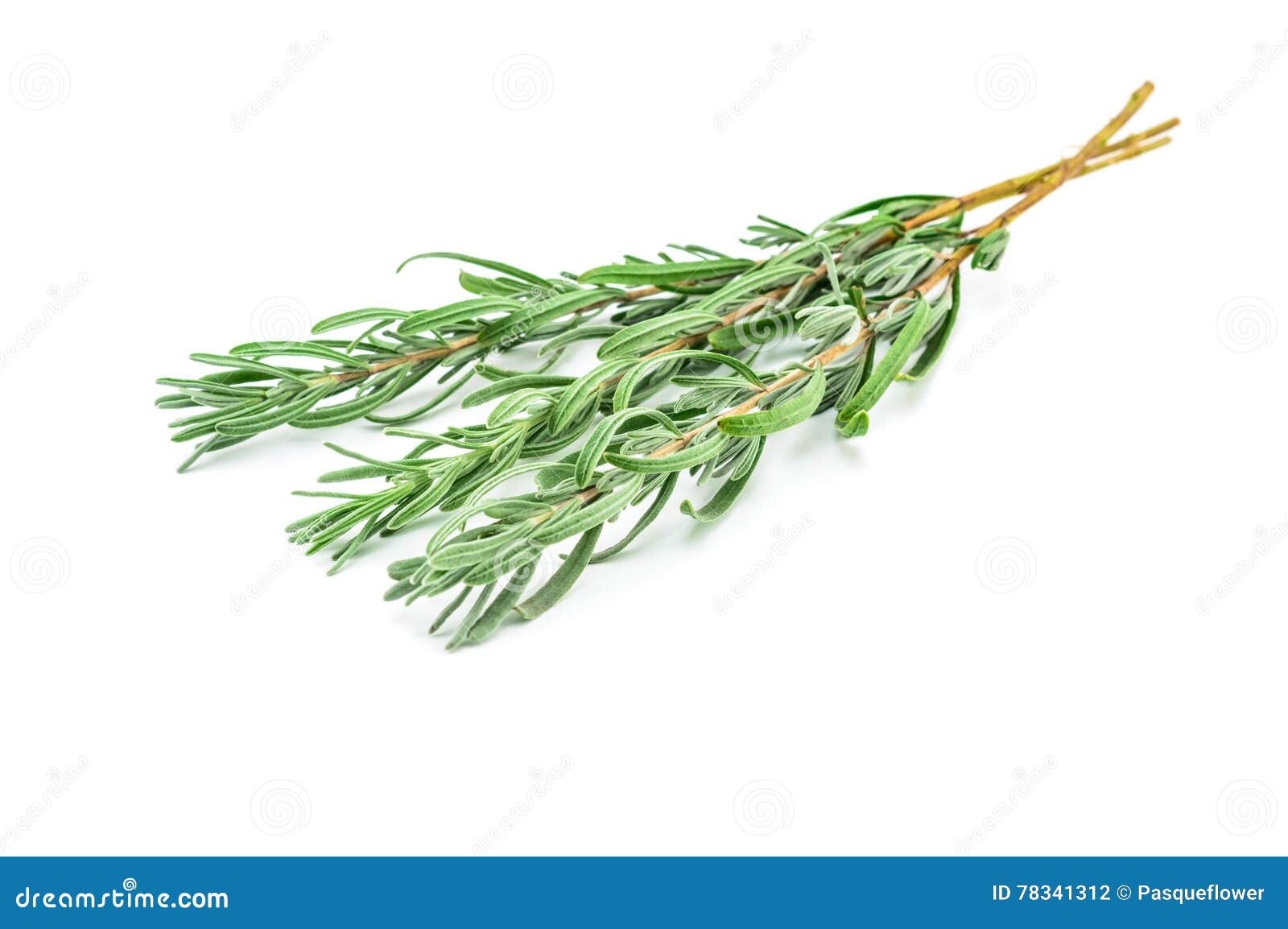 Green lavender branches stock photo. Image of horizontal - 78341312